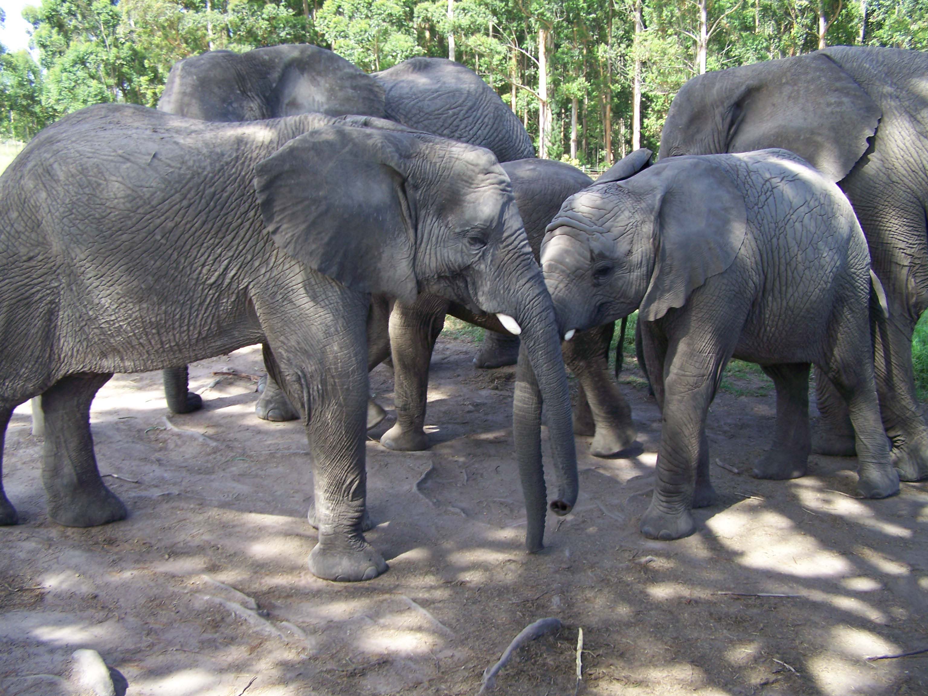 Labels help save Africa’s elephants | Labels & Labeling
