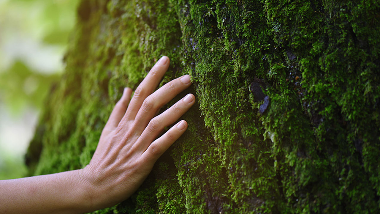 Lecta commits to purchasing certified and controlled pulp and fiber ...